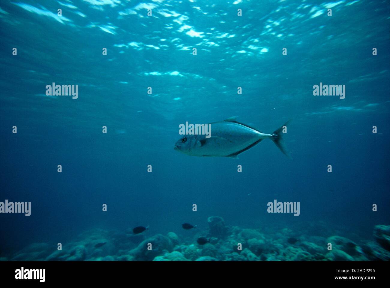 Unidentified species of Carangidae fish in the Red Sea. Known also as ...
