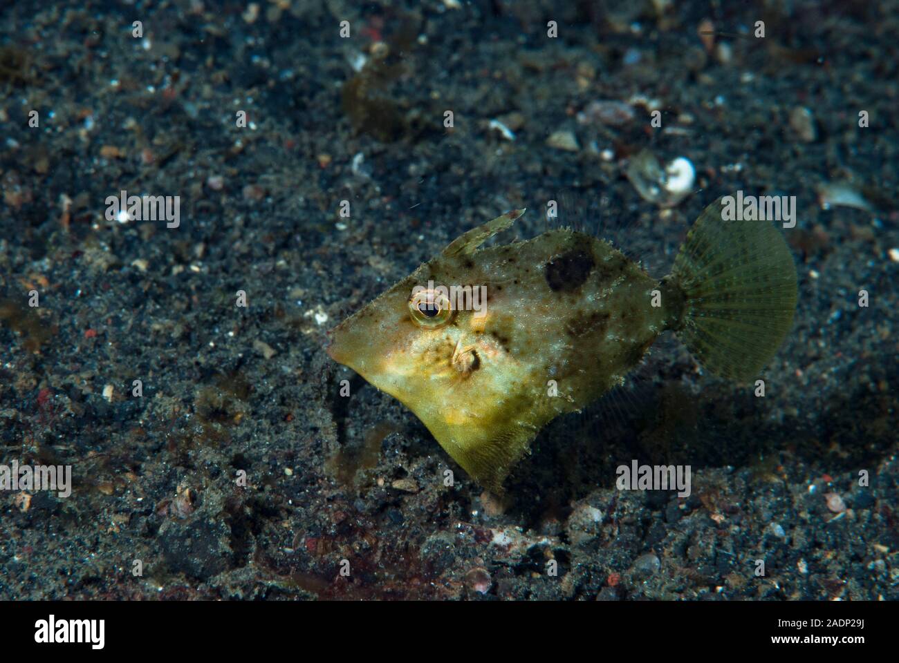 Photography at an aquarium hi-res stock photography and images - Alamy