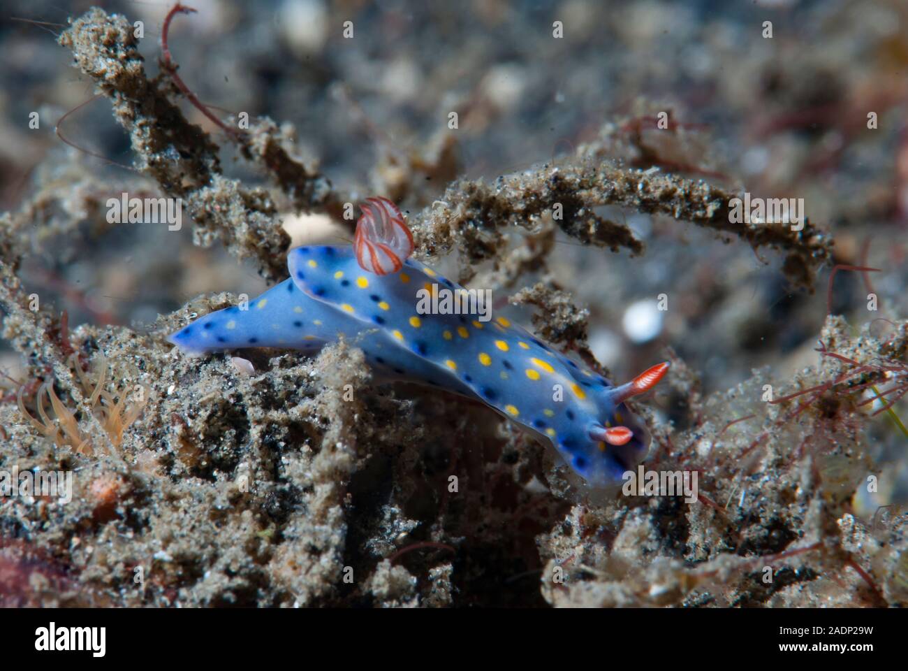 Hypselodoris infucata hi-res stock photography and images - Alamy