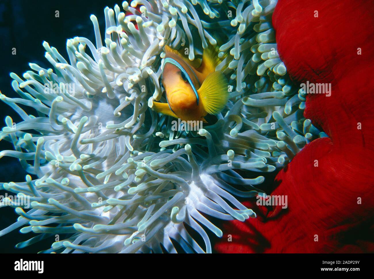 Clown fish, Amphiprion bicinctus, with a giant anemone. Clown fish are ...