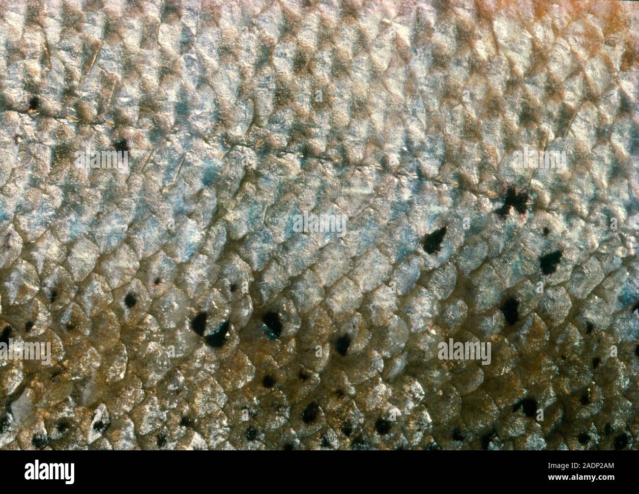 Scales and lateral line of the Atlantic salmon, Salmo salar. These ...