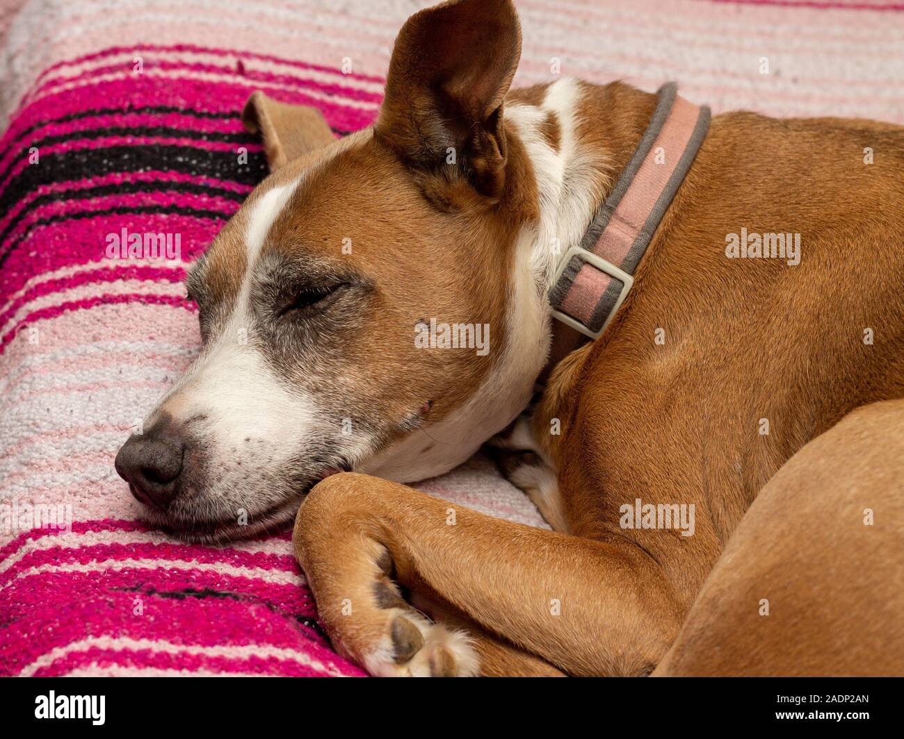 Dog napping hi-res stock photography and images - Alamy
