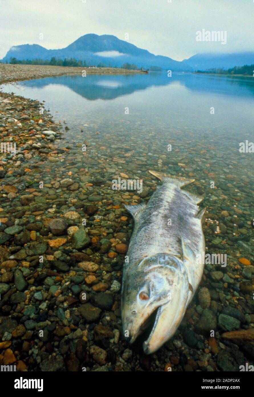 A dead chinook salmon seen shortly after spawning. Chinook salmons ...