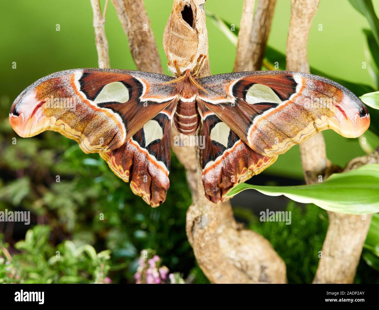 Atlas moth cocoon hi-res stock photography and images - Alamy