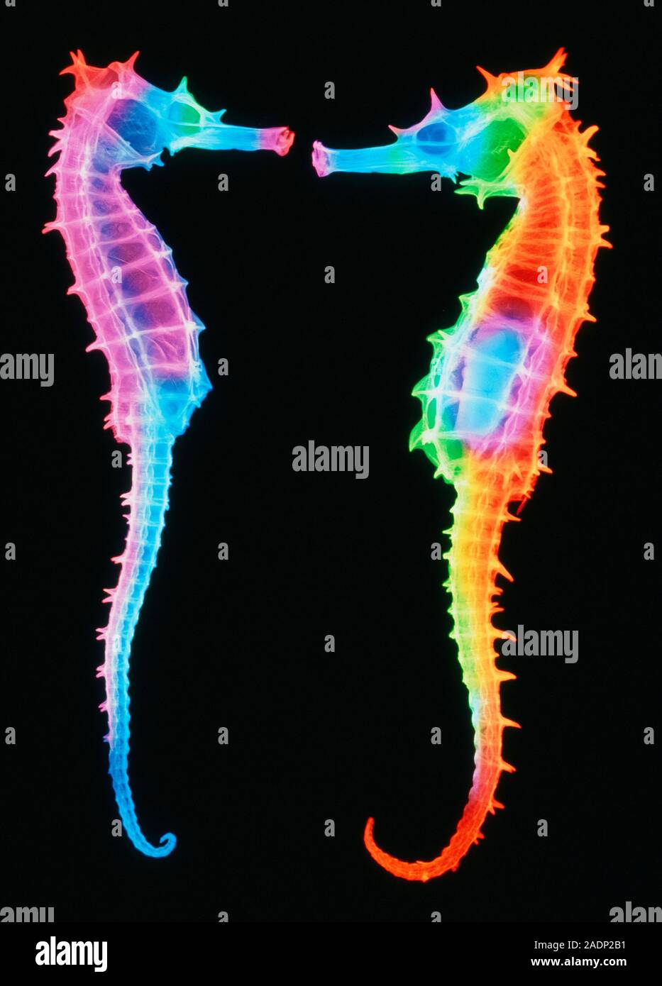 False-colour X-ray of two seahorses, Hippocampus sp., facing each other ...