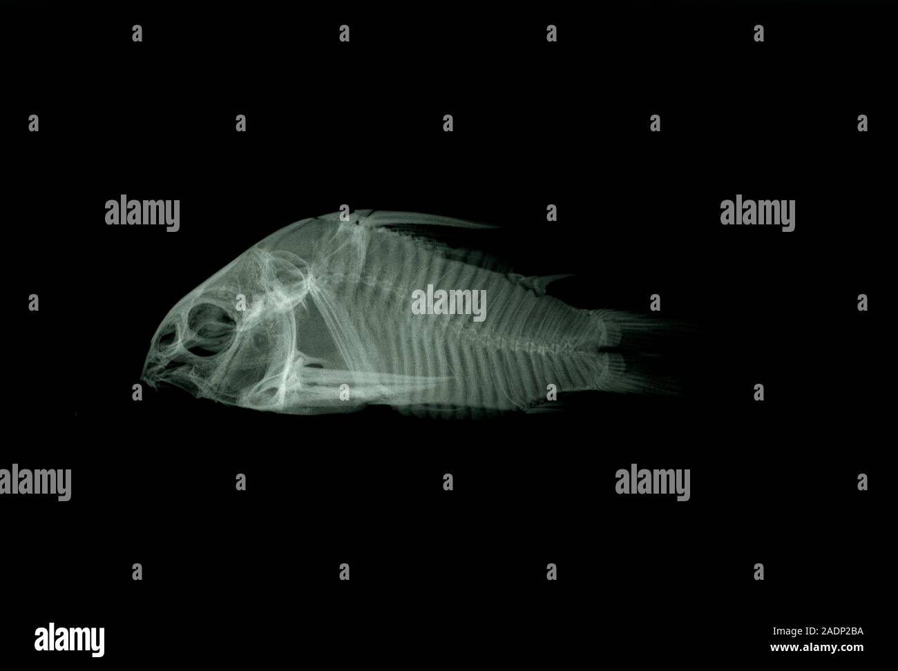 Catfish. X-ray of the skeleton of a catfish, seen in side view. The ...