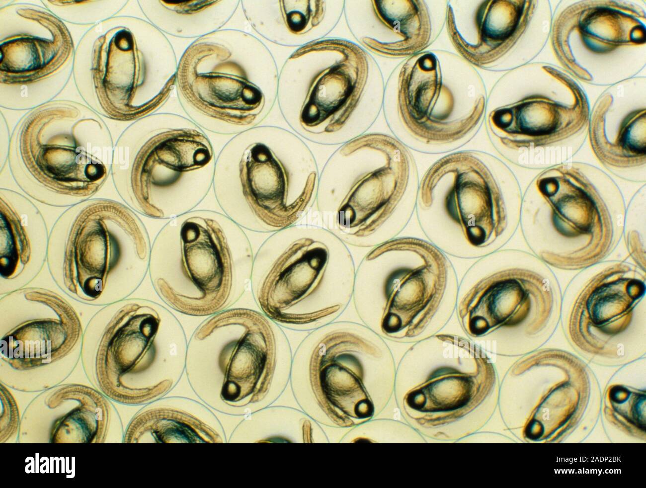 Eel eggs. Light micrograph of the eggs of the Japanese eel, Anguilla ...