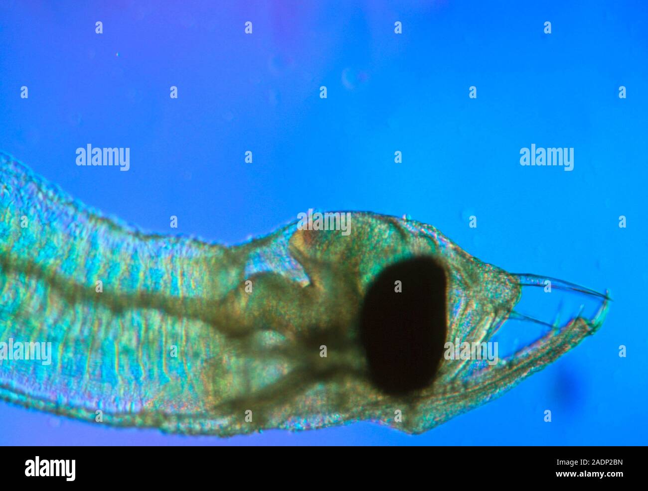 Eel larva. Macrophotograph of a larva of the Japanese eel, Anguilla ...