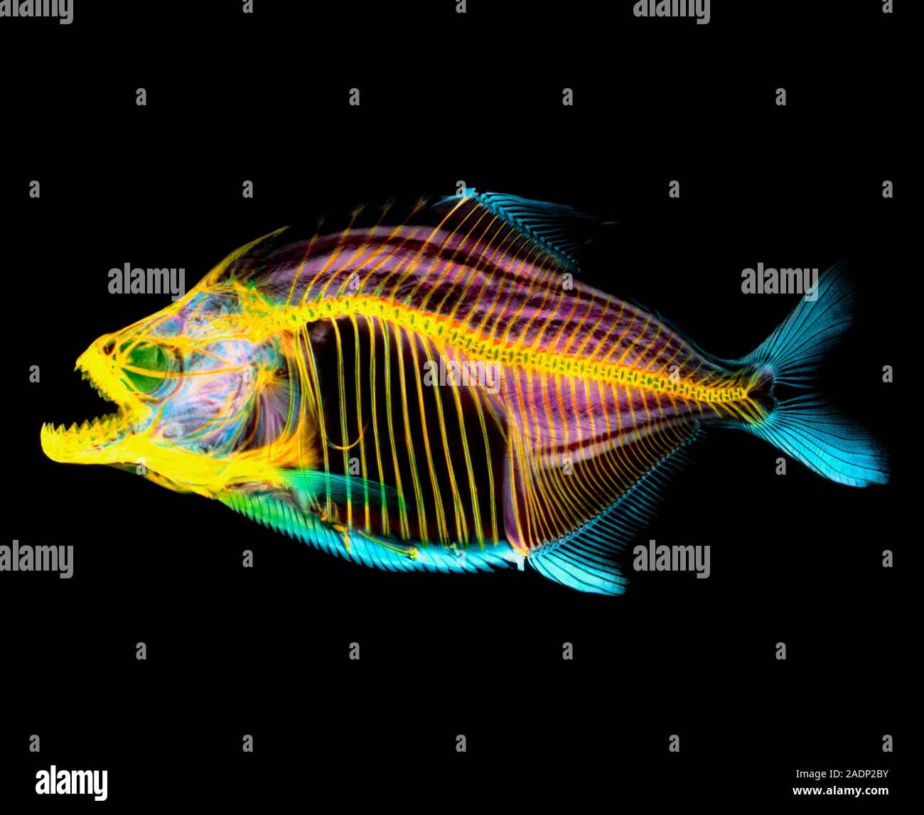 Piranha fish. Coloured X-ray of a piranha fish (Serrasalmus sp.). The ...