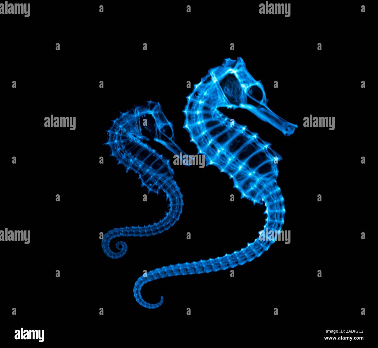 Seahorses. Coloured X-ray of two seahorses, Hippocampus sp., positioned ...