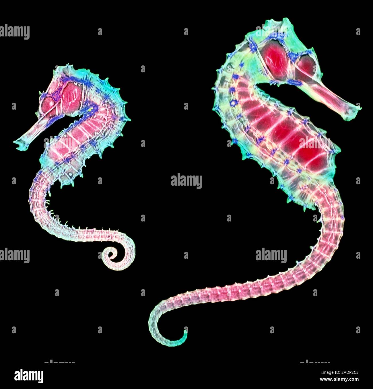 Seahorses. Coloured X-ray of two seahorses, Hippocampus sp., positioned ...