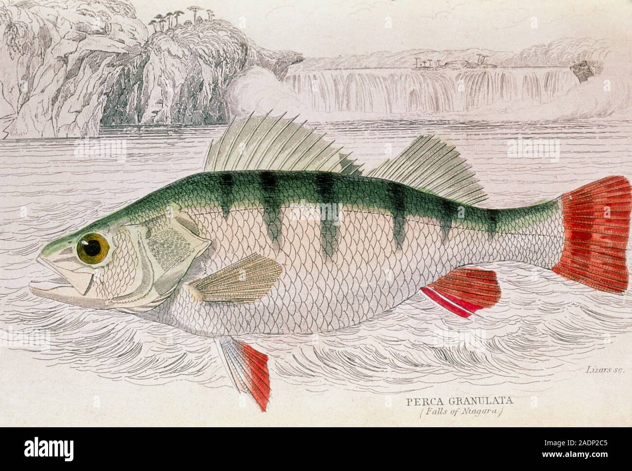 Perch. Historical artwork of a species of perch (Perca sp.). This ...