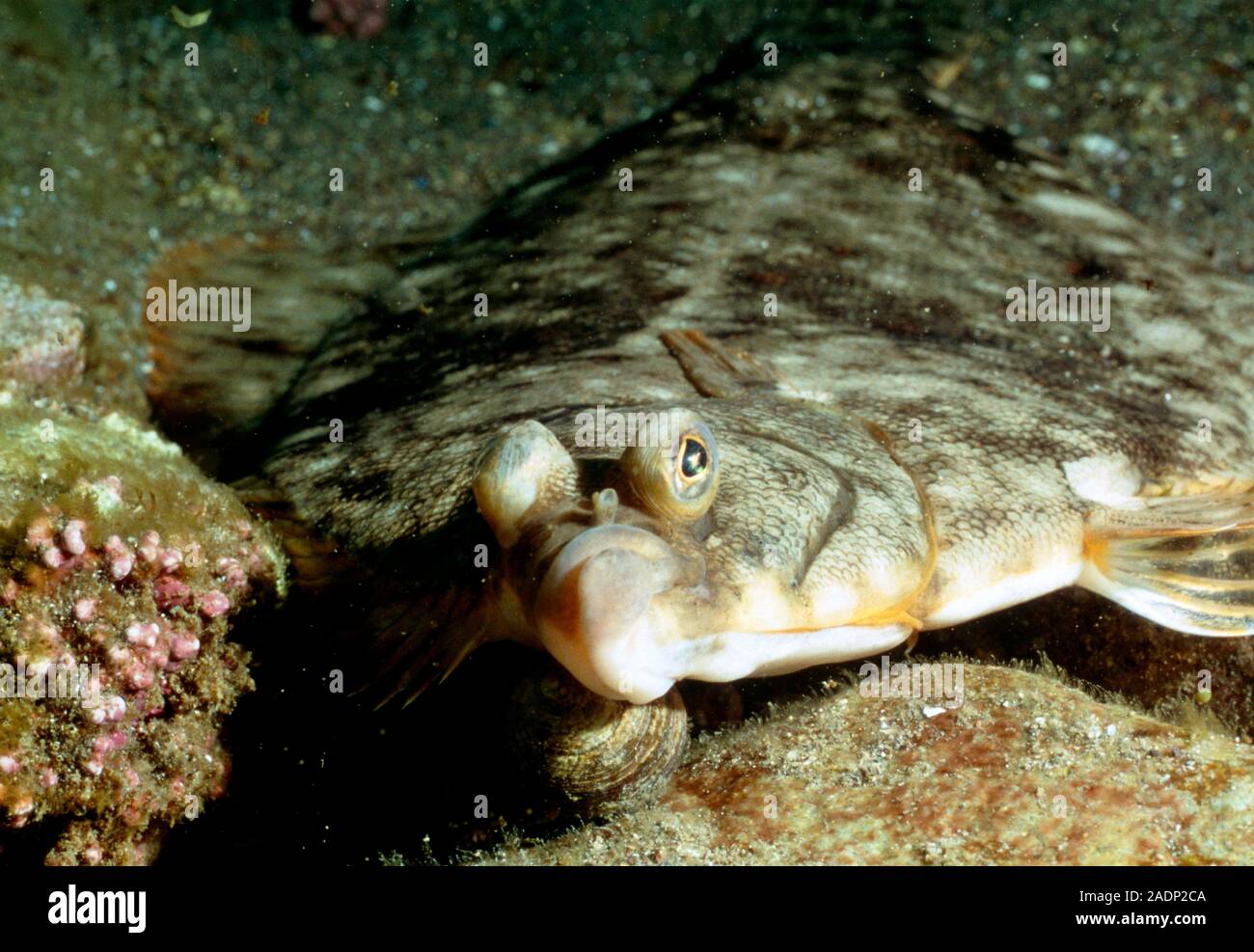 Left-eyed flounder. View of a left-eyed flounder (family Bothidae) on ...