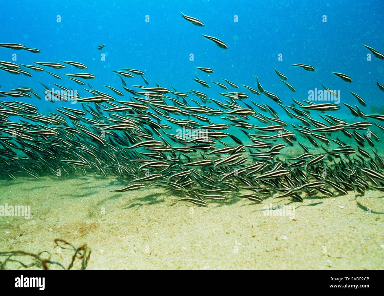 Striped catfish. View of a school of juvenile striped catfish, Plotosus ...