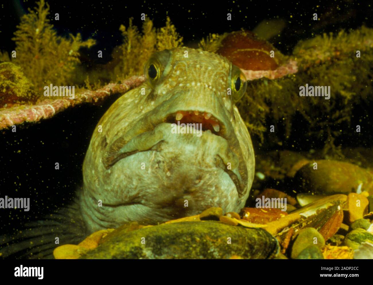 Wolf fish. View of a wolf fish, Anarrhichas lupus. Wolf fish, also ...