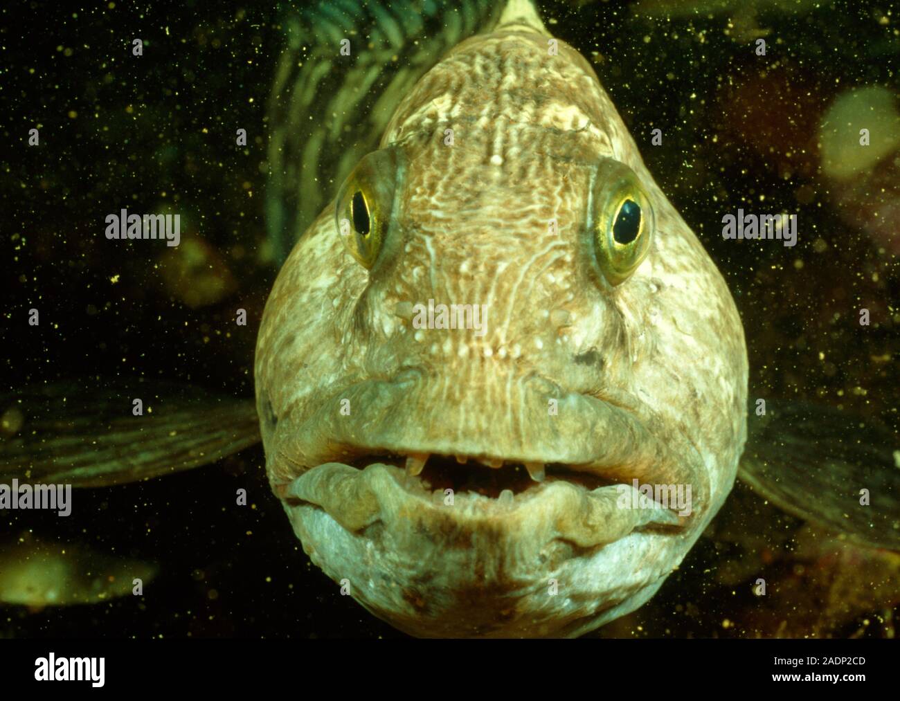 Wolf fish. View of a wolf fish, Anarrhichas lupus. Wolf fish, also ...