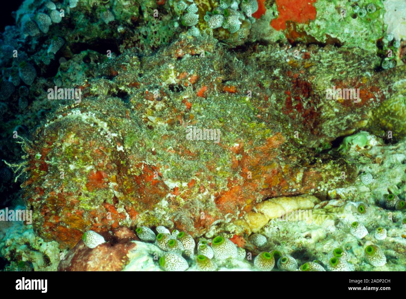 Reef stonefish. View of a reef stonefish (Synanceia verrucosa) amongst ...