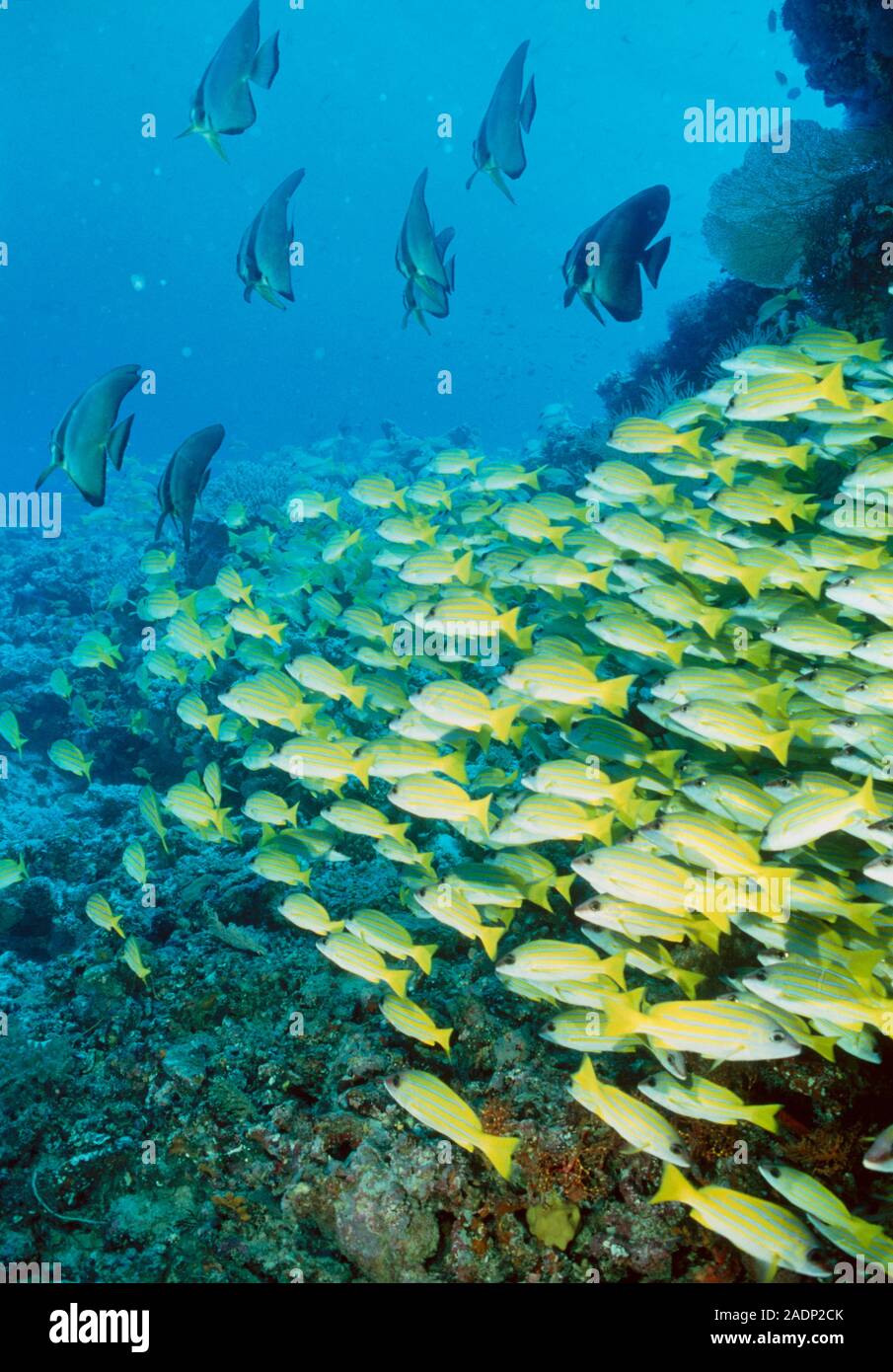 Bluestriped snappers. View of a large school of bluestriped snapper ...
