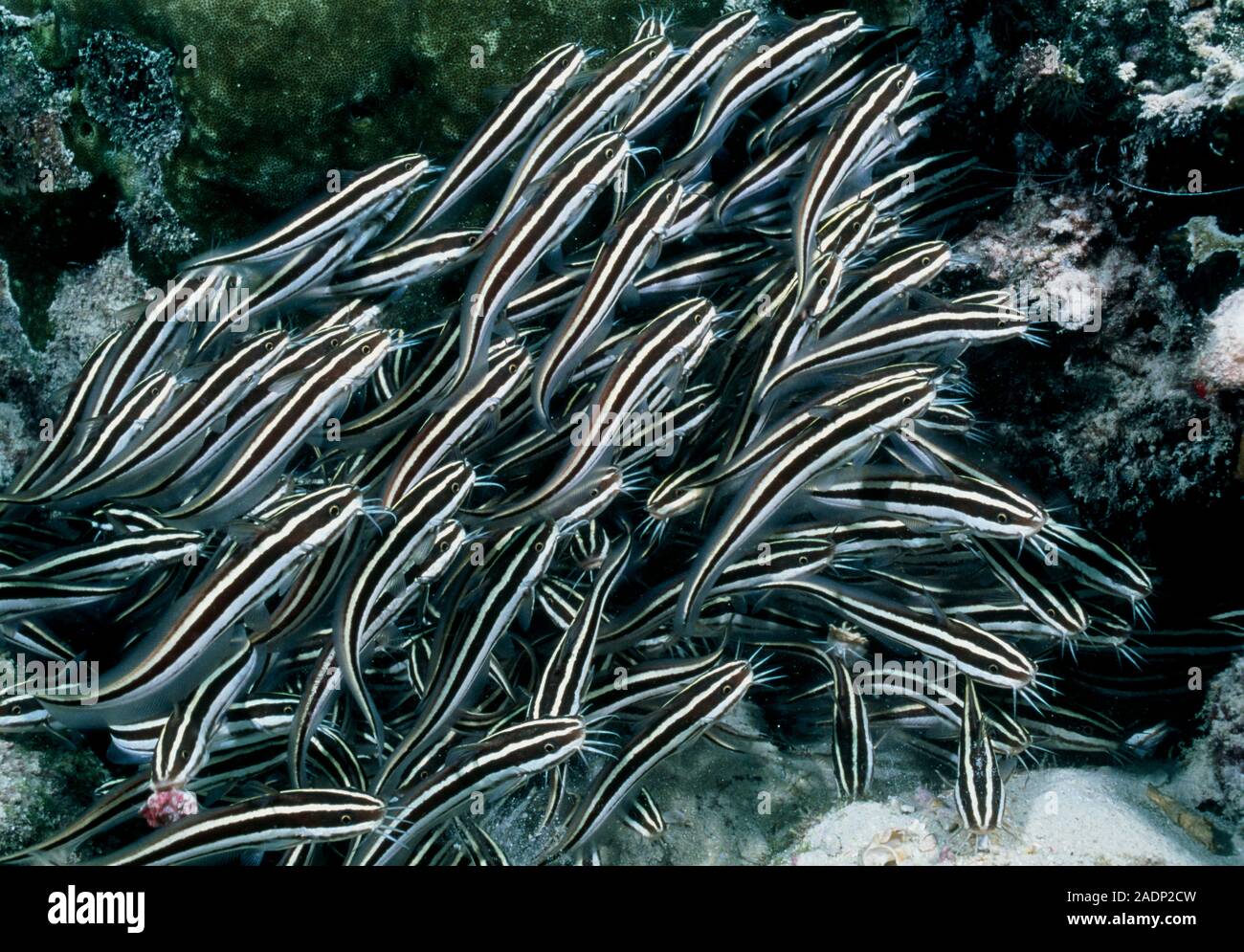 Striped catfish. Shoal of juvenile striped catfish (Plotosus lineatus ...