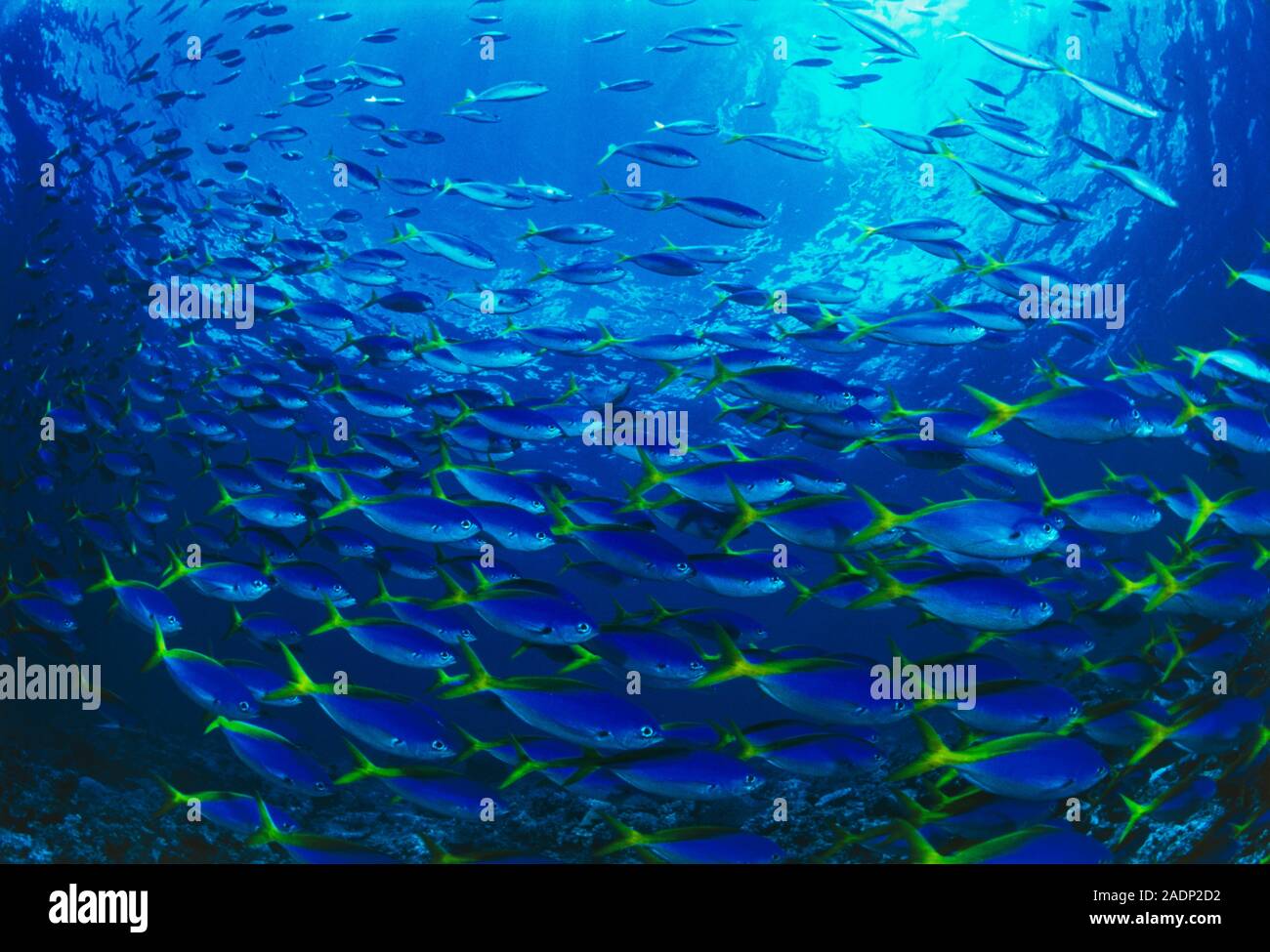 Robust fusilier fish. Huge school of robust fusilier fish (Caesio ...