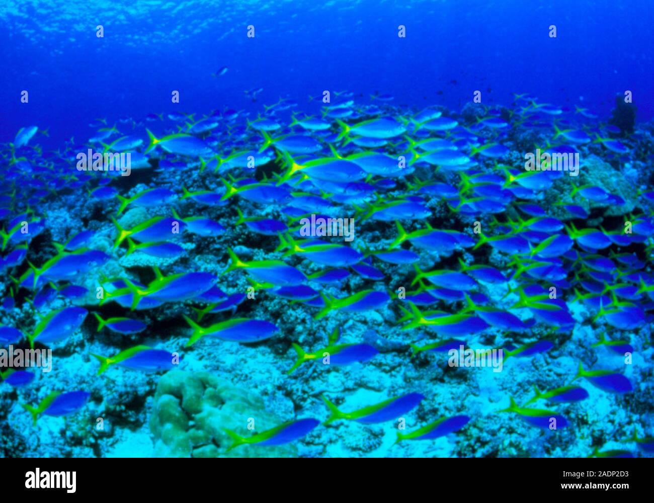 Robust fusilier fish. Huge school of robust fusilier fish (Caesio ...