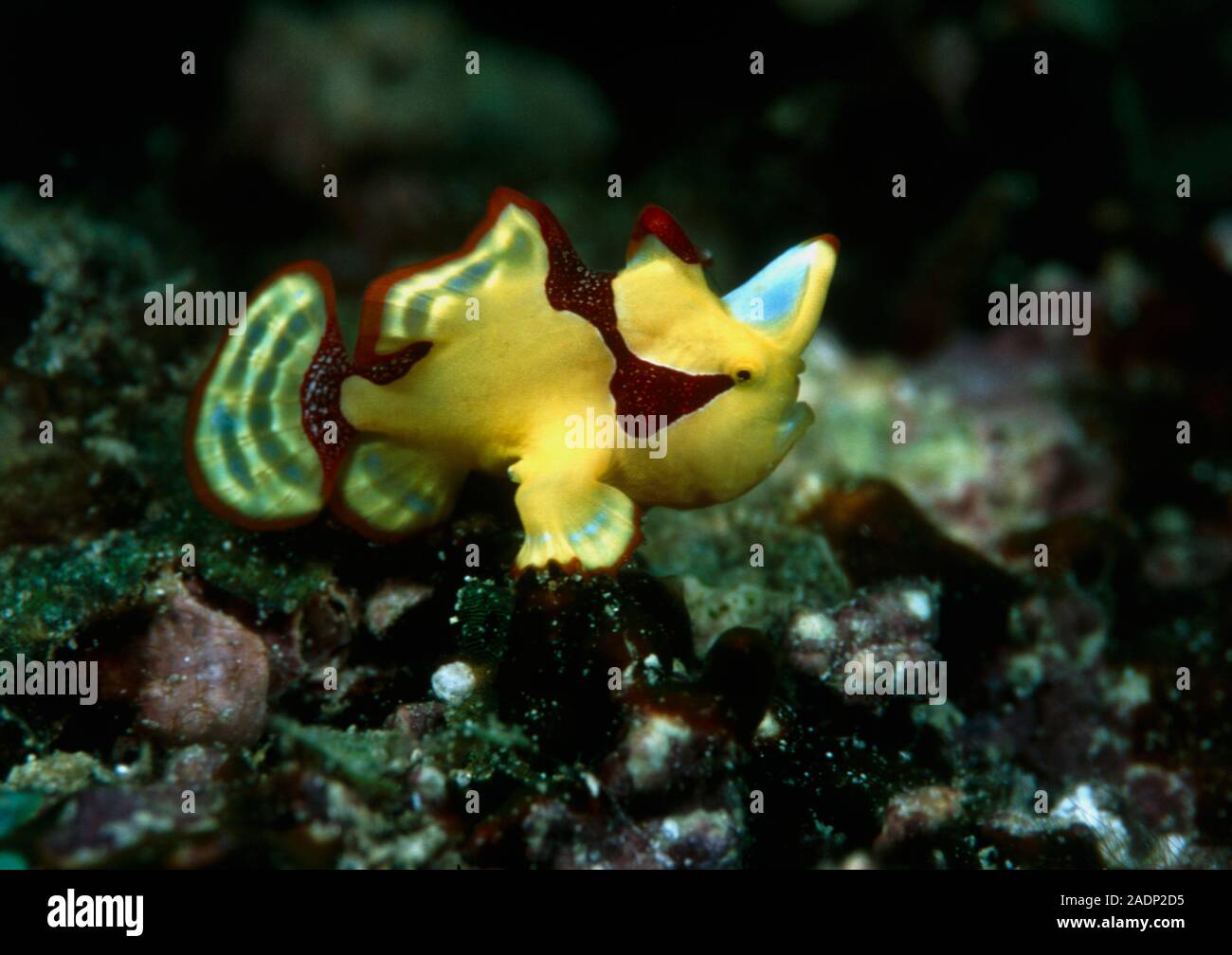 Frogfish. Clown frogfish, or angler fish, (Antennarius maculatus) among ...