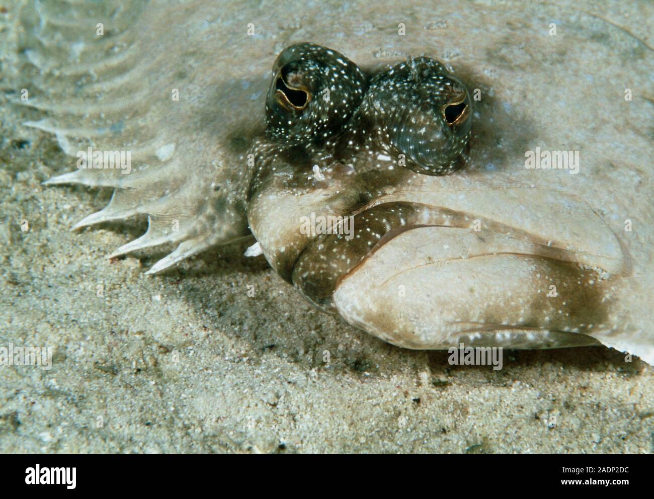 Leopard flounder. Close-up of the head of a leopard flounder (Bothus ...