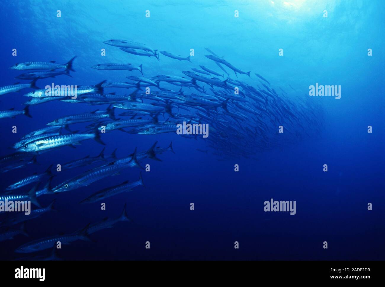 Chevron barracuda. School of chevron barracuda, Sphyraena sp. These ...