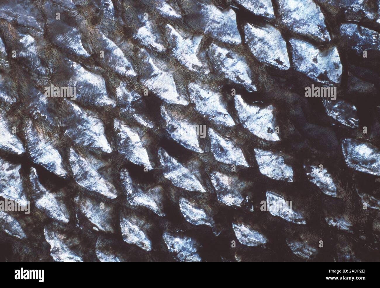 Scales of a steelhead trout (Oncorhynchus mykiss). This fish inhabits ...