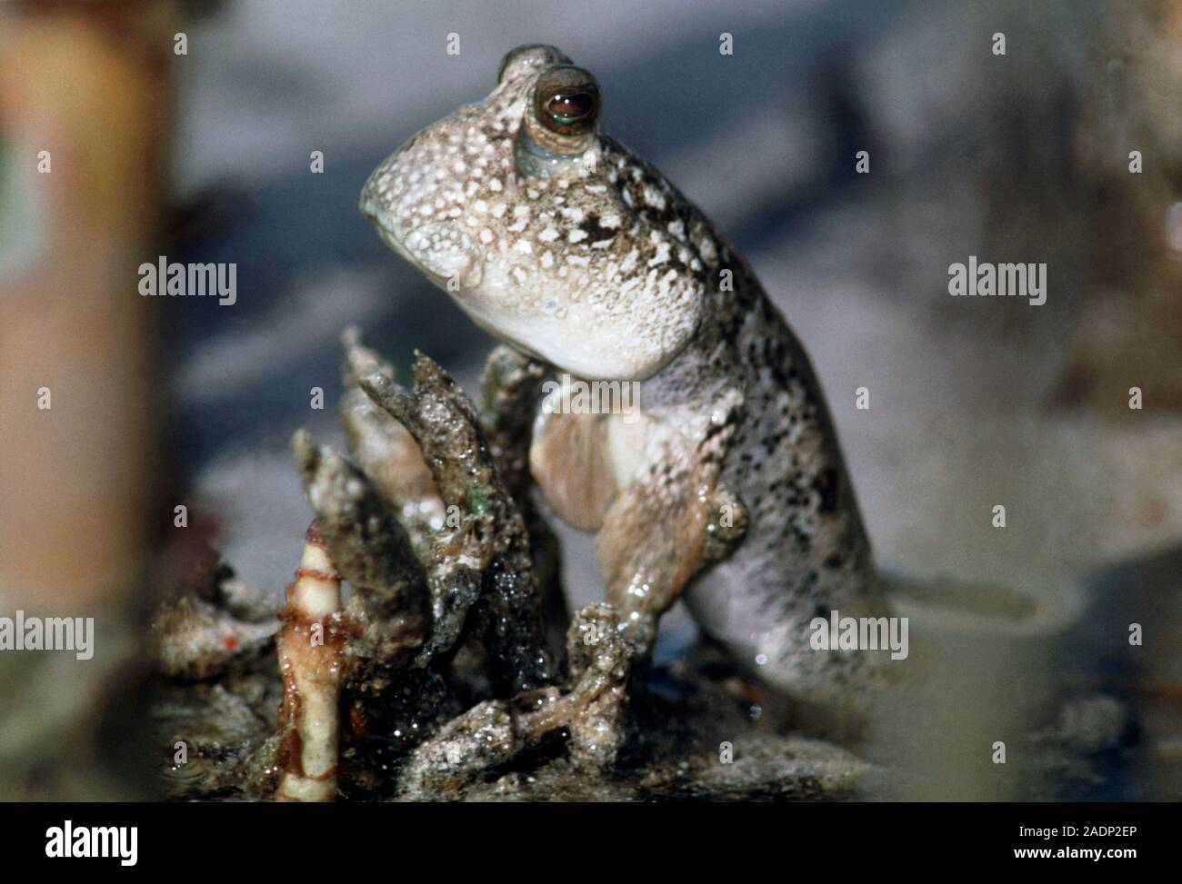 Mudskipper (Periophthalmus sp.) resting on a tree root in a mangrove ...