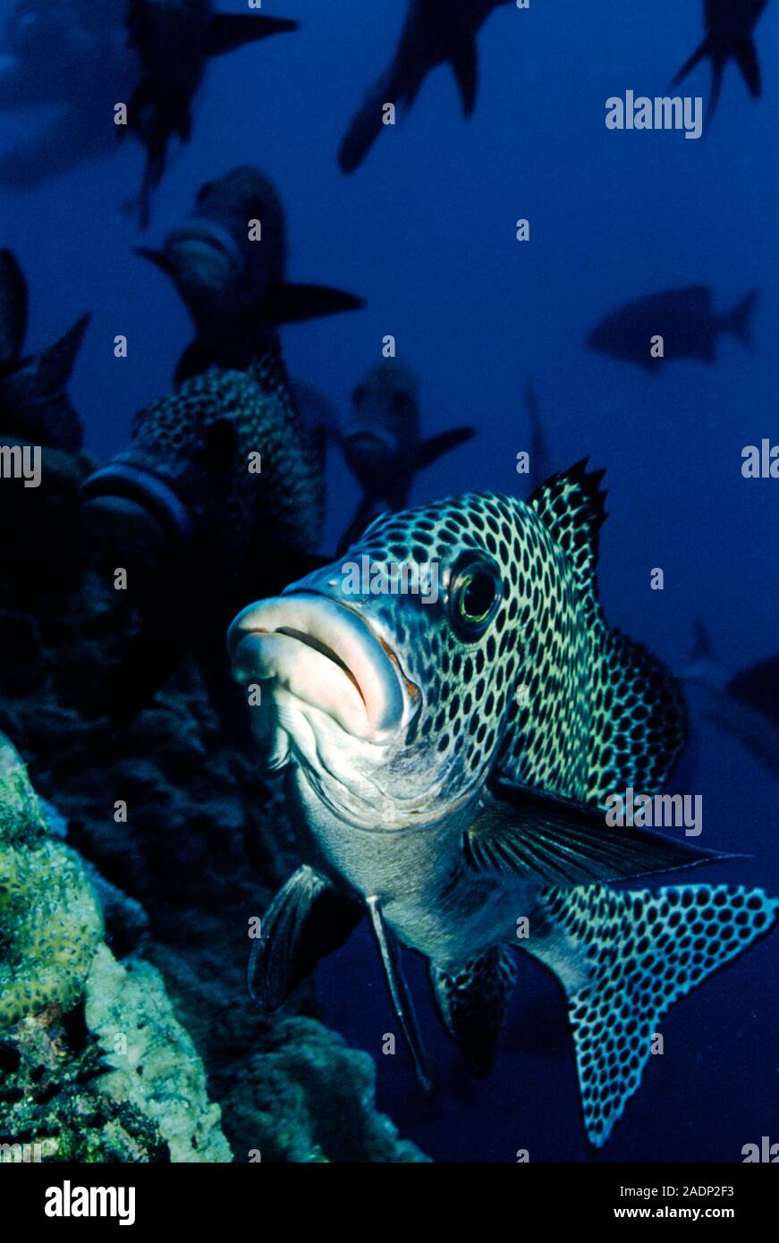 Harlequin sweetlips fish or spotted sweetlips fish (Plectorhynchus ...