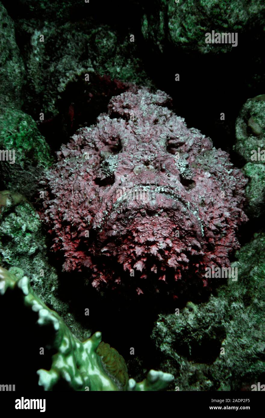 Stonefish (Synanceia verrucosa) camouflaged on a coral reef. Its curved ...