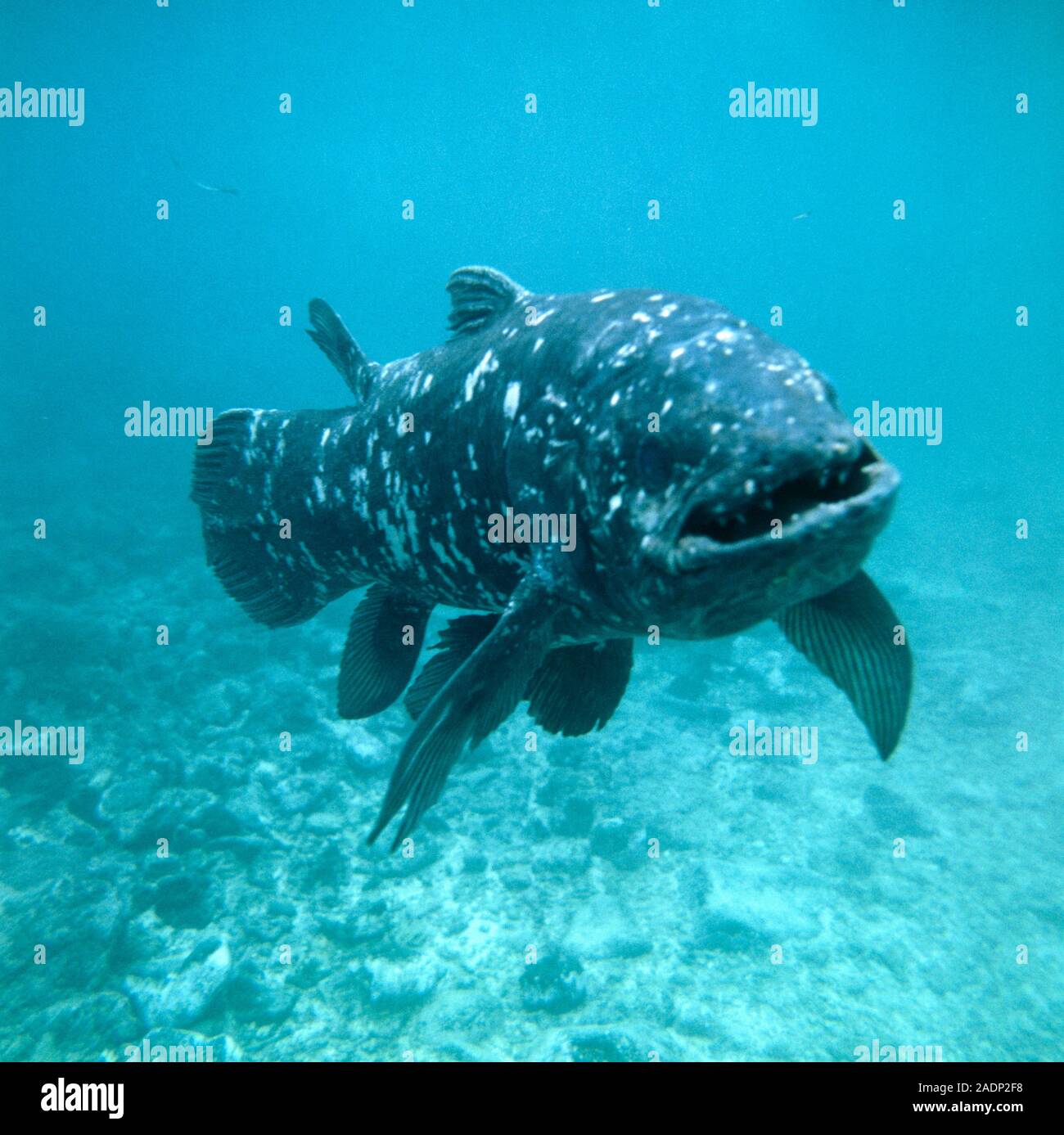 Coelacanth fish (Latimeria chalumnae). The coelacanth and related fish ...