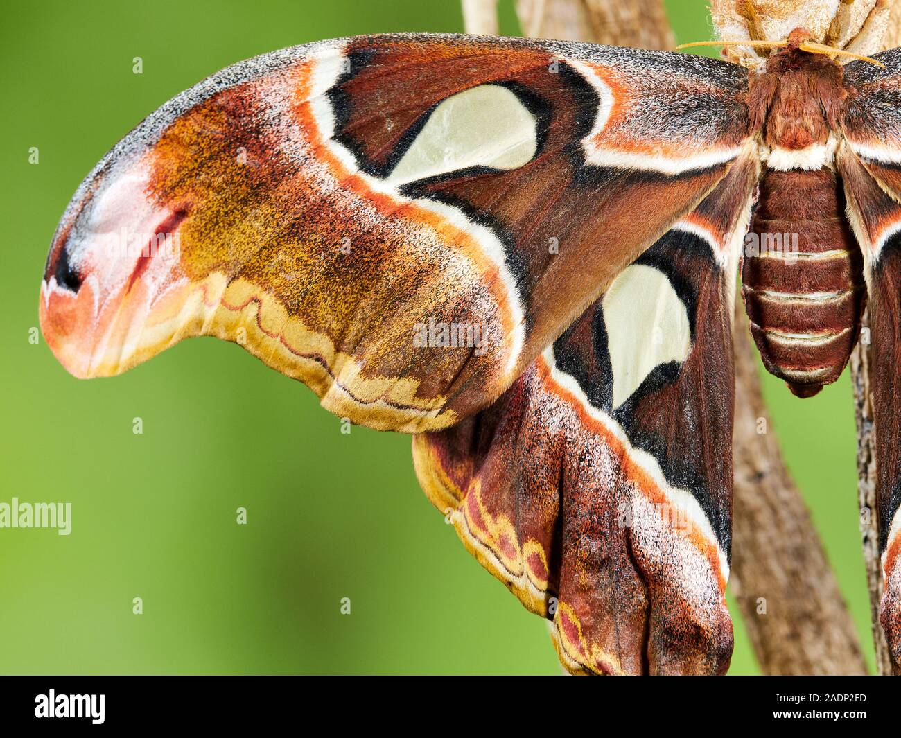 Moth Attacus Atlas High Resolution Stock Photography and Images - Alamy
