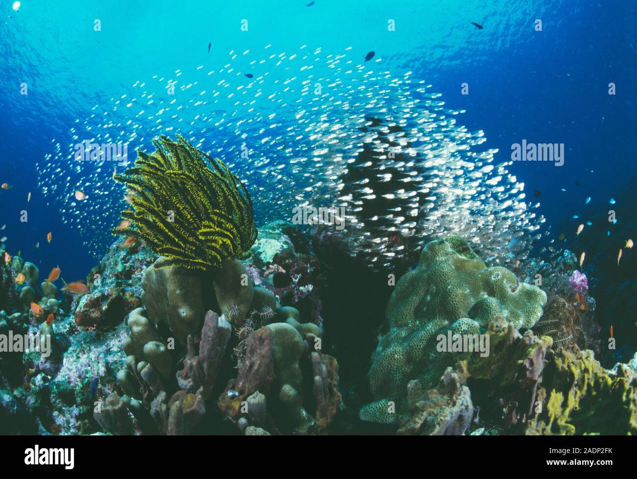 Cardinal fish. School of cardinal fish (Rhabdamia sp.) swimming over a ...