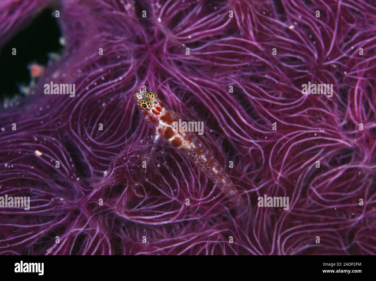 Goby (family Gobiidae). Gobies have smooth, elongated bodies with two ...