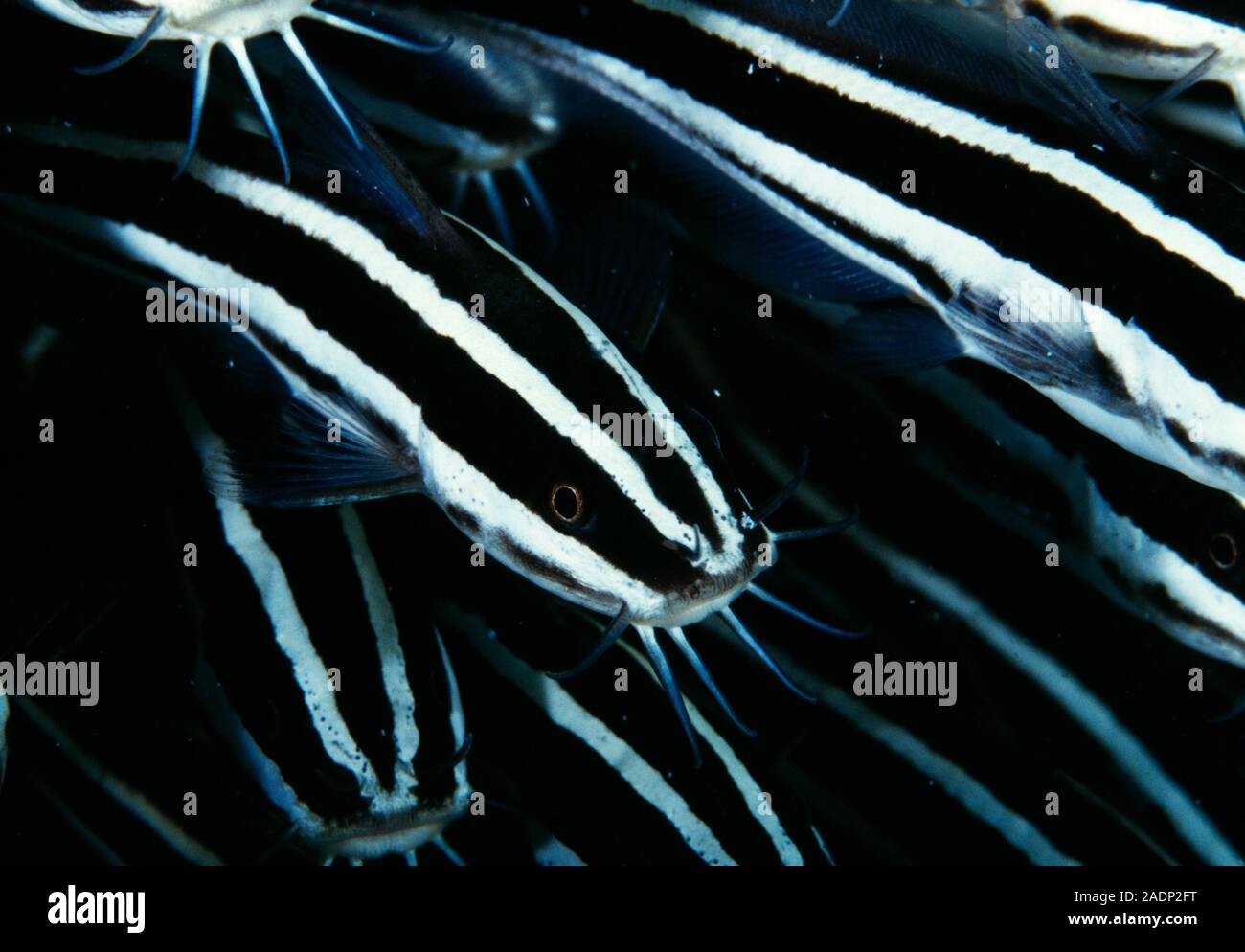 Striped catfish. Shoal of juvenile striped catfish (Plotosus lineatus ...