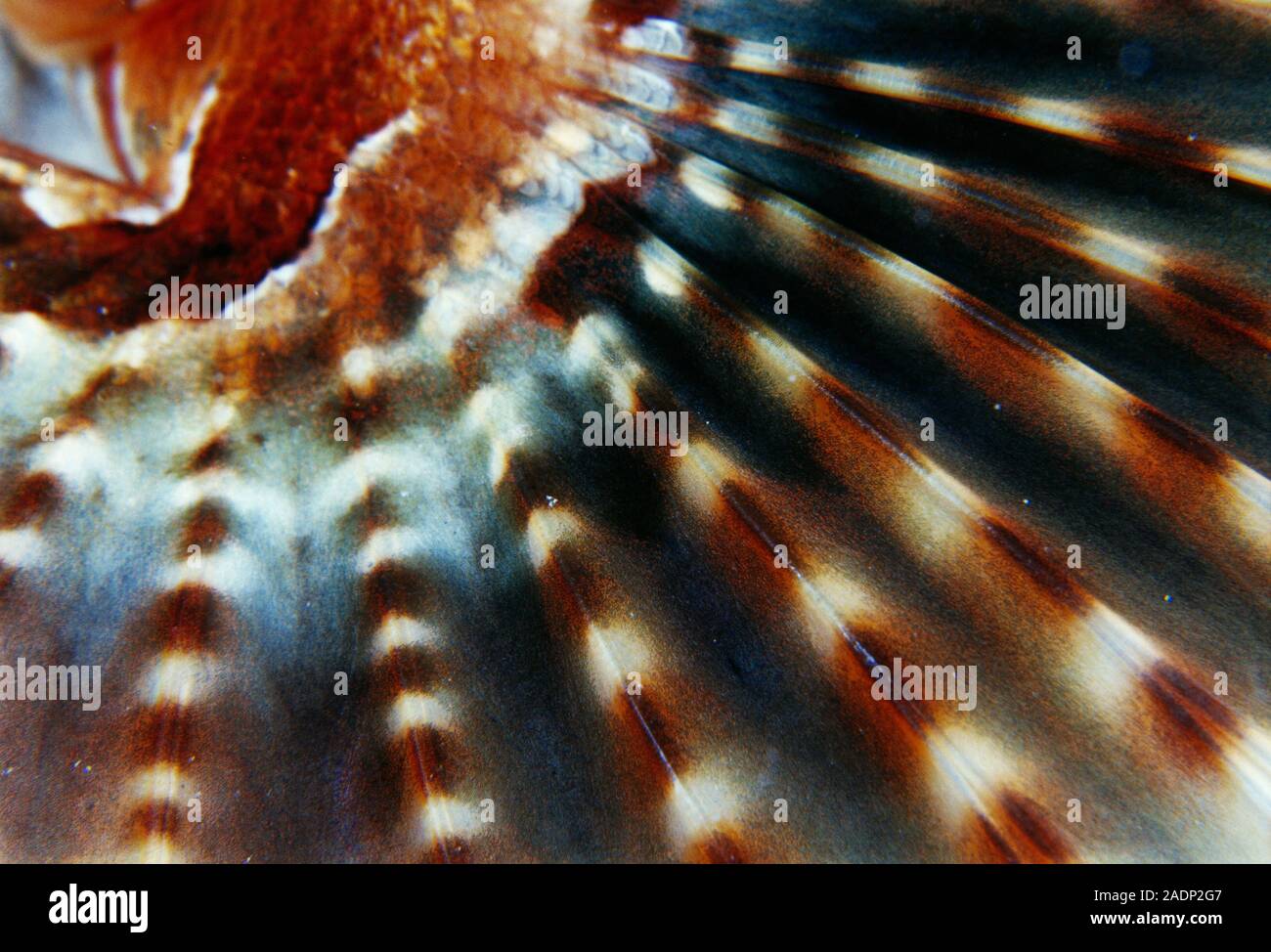 Lionfish fin. Spotfin lionfish (Pterois antennata) pectoral fin. This ...