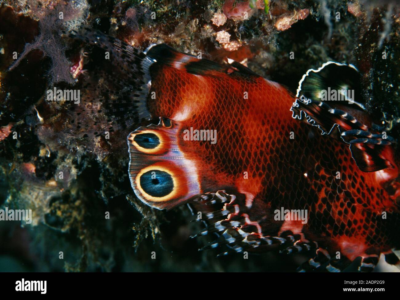 Lionfish fin. Twinspot lionfish (Dendrochirus biocellatus) dorsal fin ...