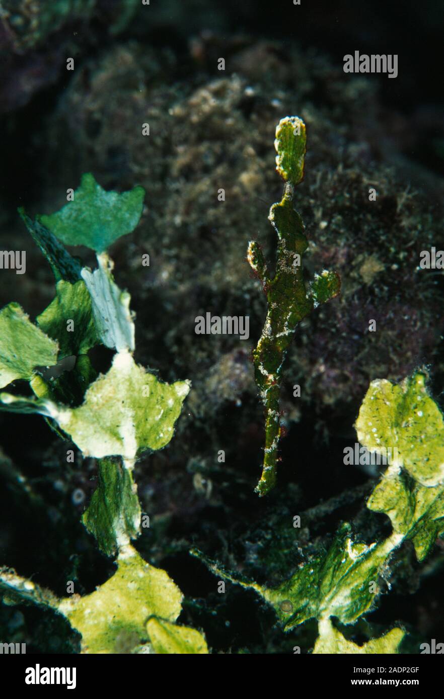 Ghost pipefish (Solenostomus cyanopterus) male. The pipefish is the ...