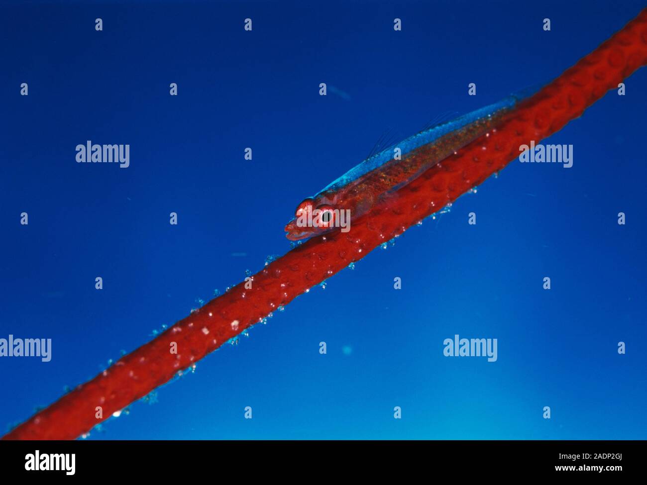 Loki whip goby (Bryaninops loki) camouflaged next to a sea whip, a ...