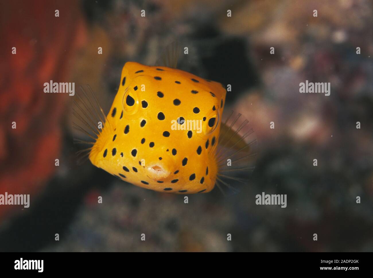 Juvenile cube boxfish (Ostracion cubicus). This small fish uses its mouth to blow jets of water ...