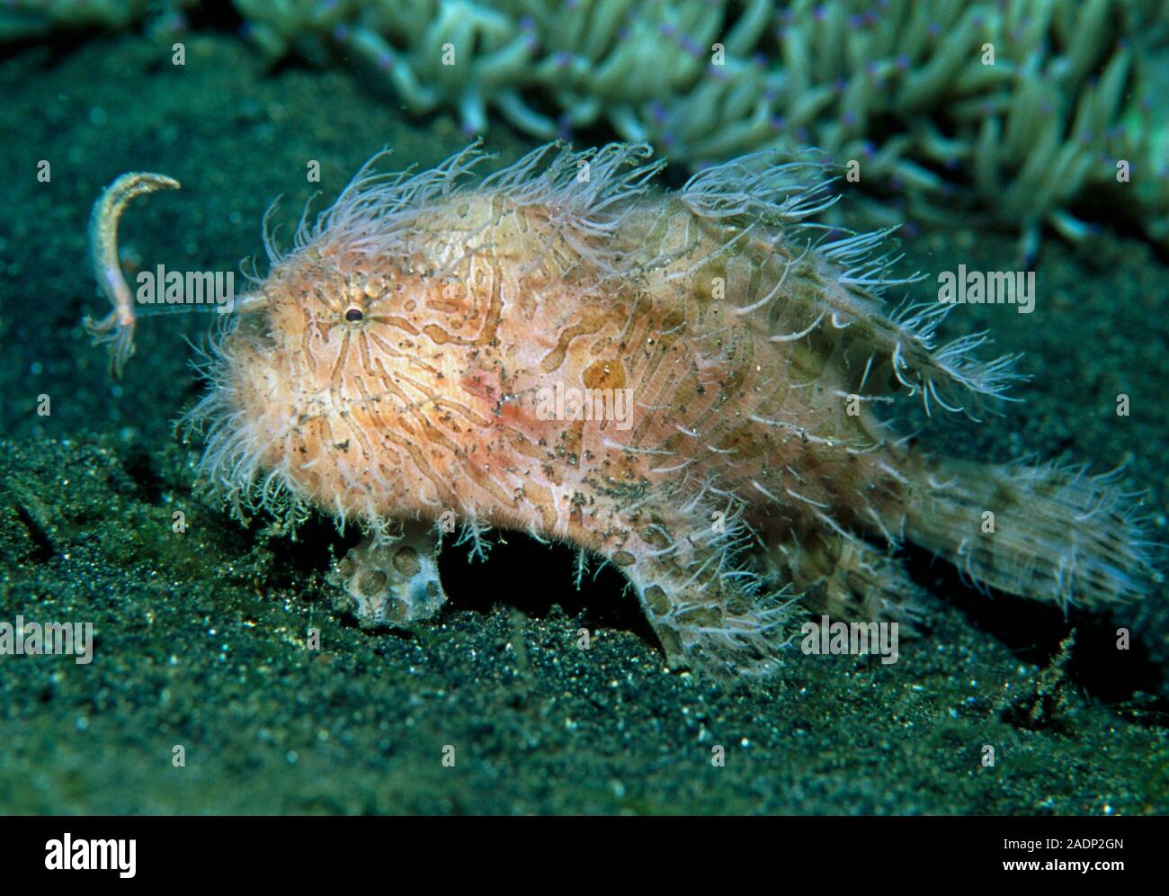 Hairy frogfish (Antennarius sp.). This frogfish has skin formations ...