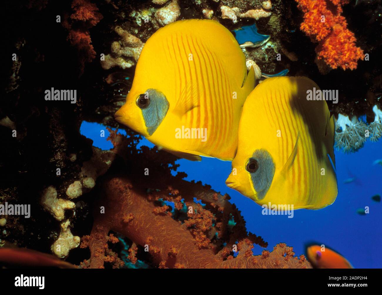 Masked or lemon butterfly fish (Chaetodon semilarvatus). These fish ...