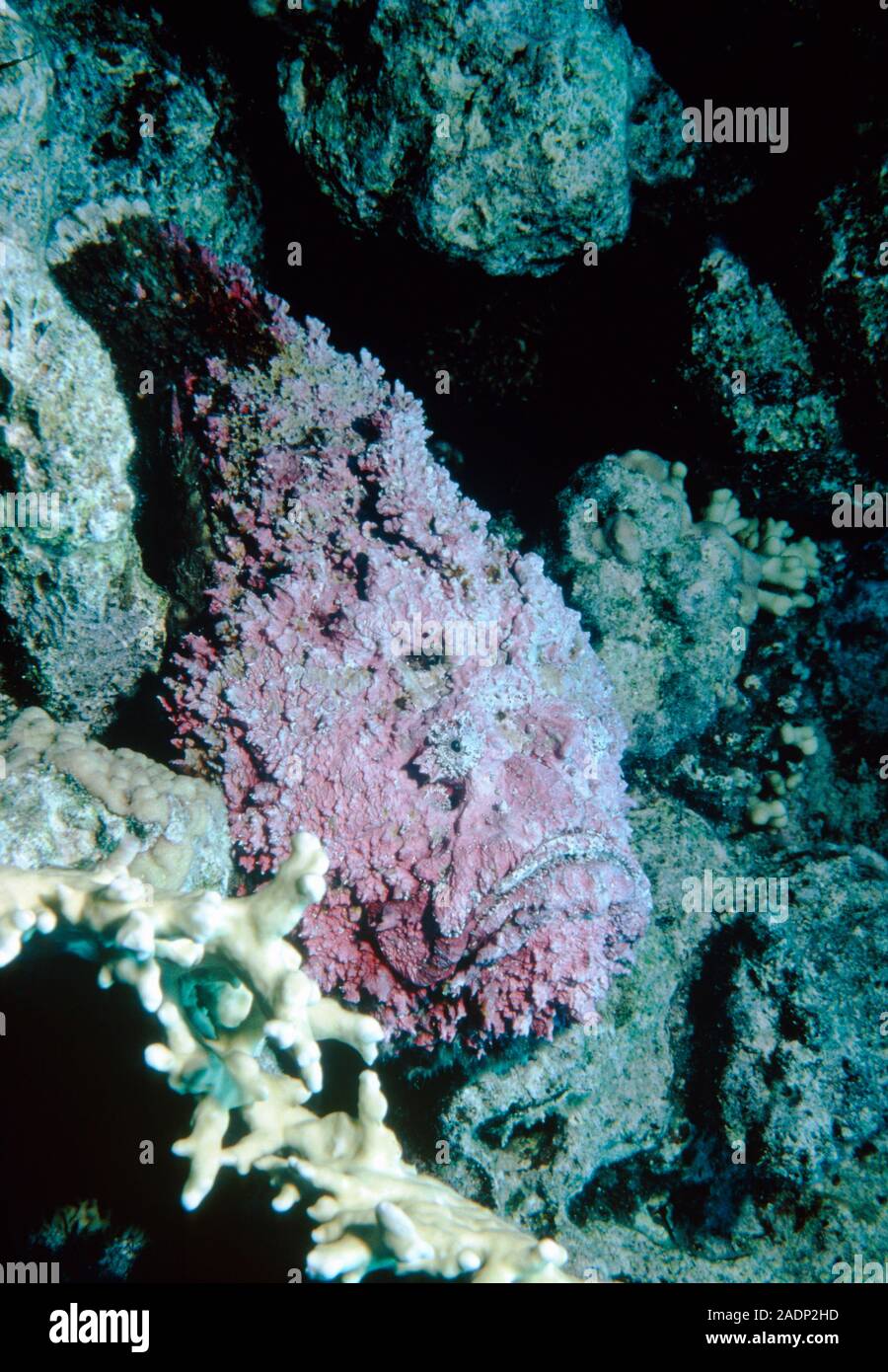 Stonefish (Synanceia verrucosa) camouflaged among coral. Its curved ...