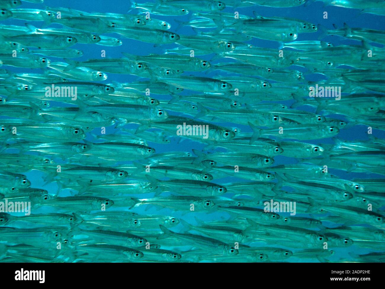 Herring (family Clupeidae) shoal. This fish forms large shoals and ...