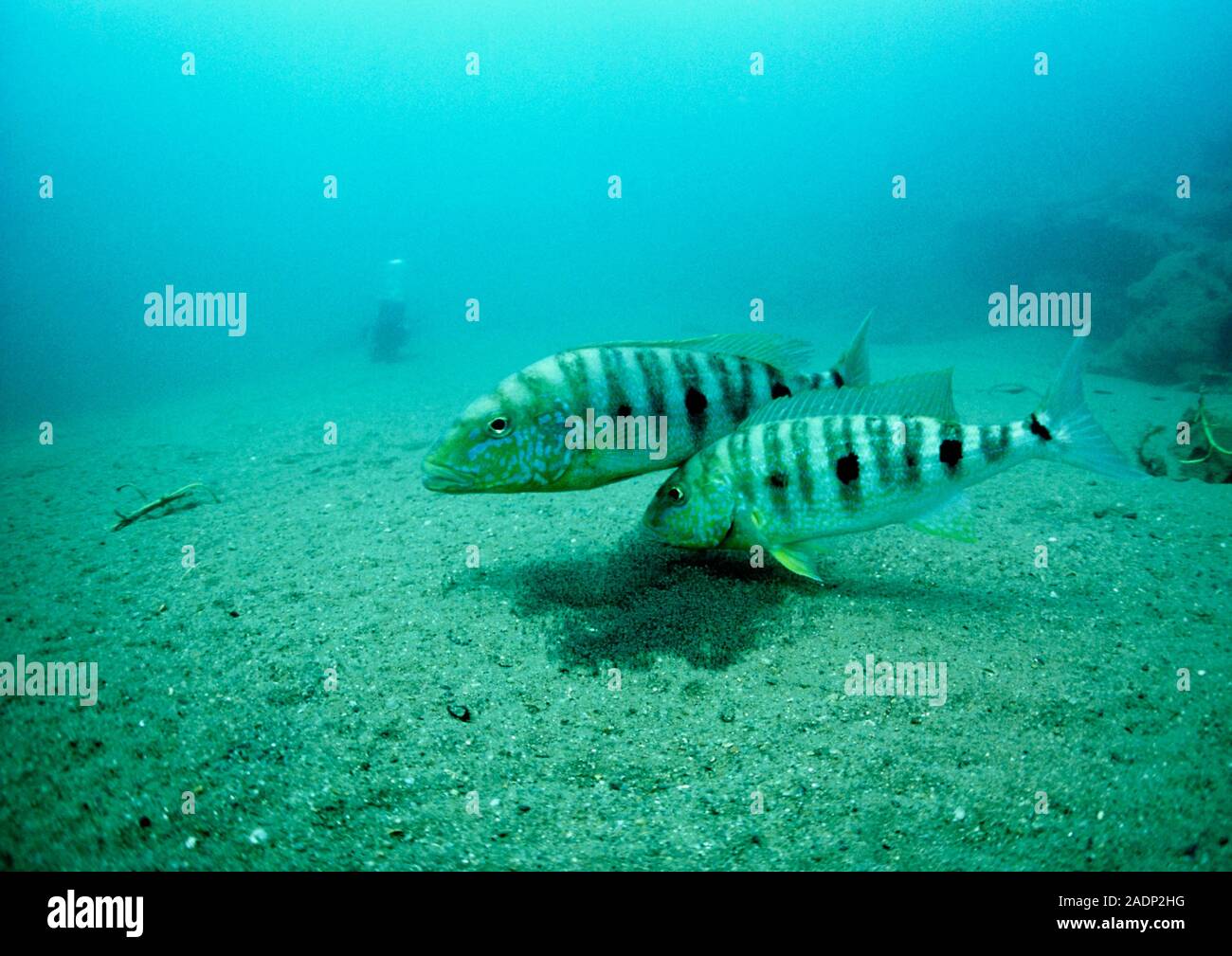 Cichlid parents. Two Boulengerochromis sp. cichlids guarding newly ...