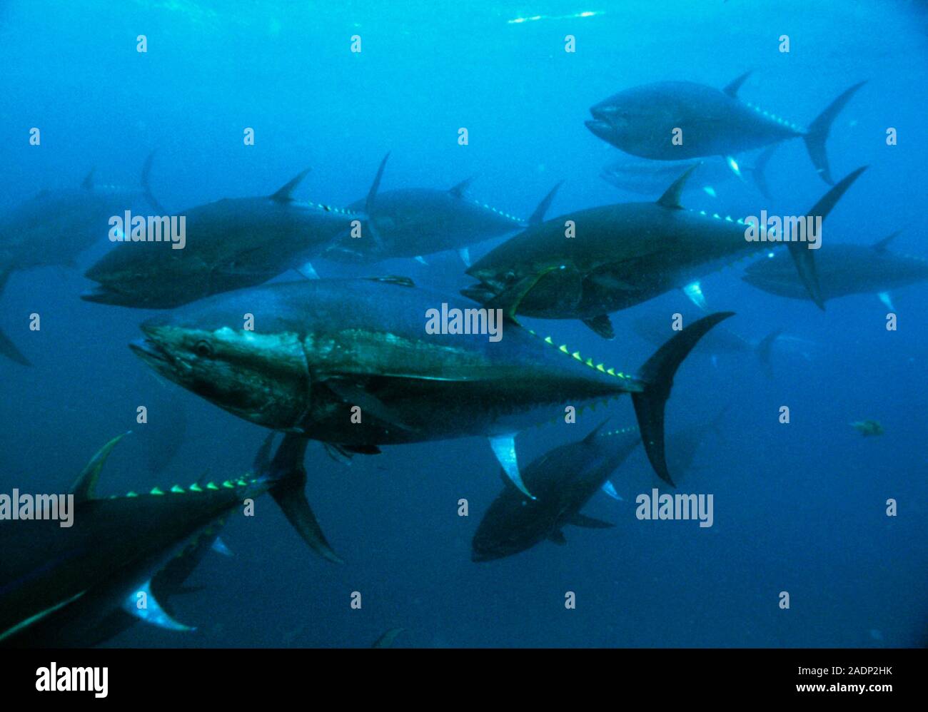 Longtail tuna fish (Thunnus tonggol) school. These fish, also known as ...