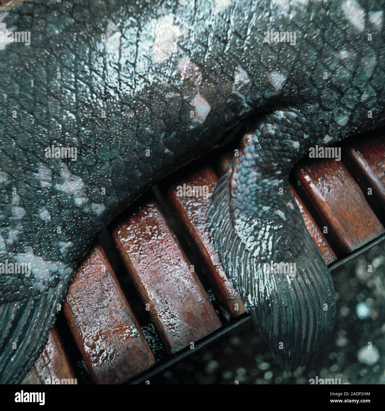 Fin of dead coelacanth fish (Latimeria chalumnae). This fish uses its ...