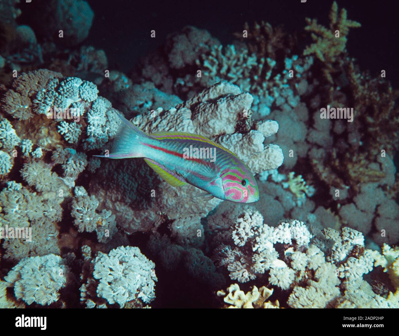 Wrasse (Thalassoma sp.) on a coral reef. Wrasse vary greatly in size ...